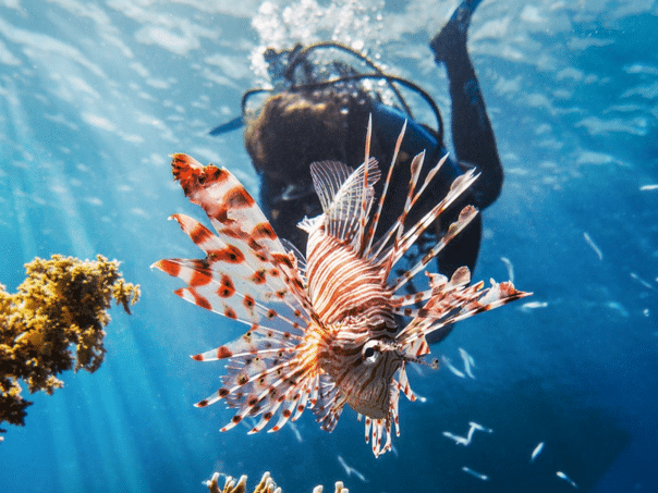 Tropical species take over the Mediterranean Sea - that's not a good ...